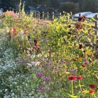 Articles – Pollen & Stone