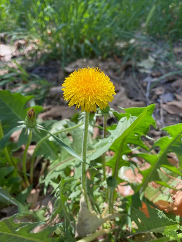 The Dandelion – Pollen & Stone